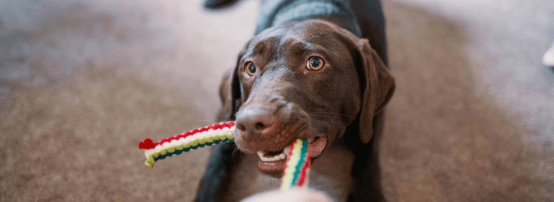 What are the most common allergies in dogs? – My Pet Sensitivity (IE)